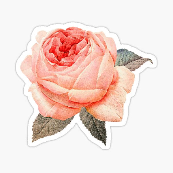 "watercolor rose aesthetic sticker" Sticker for Sale by springnature ...