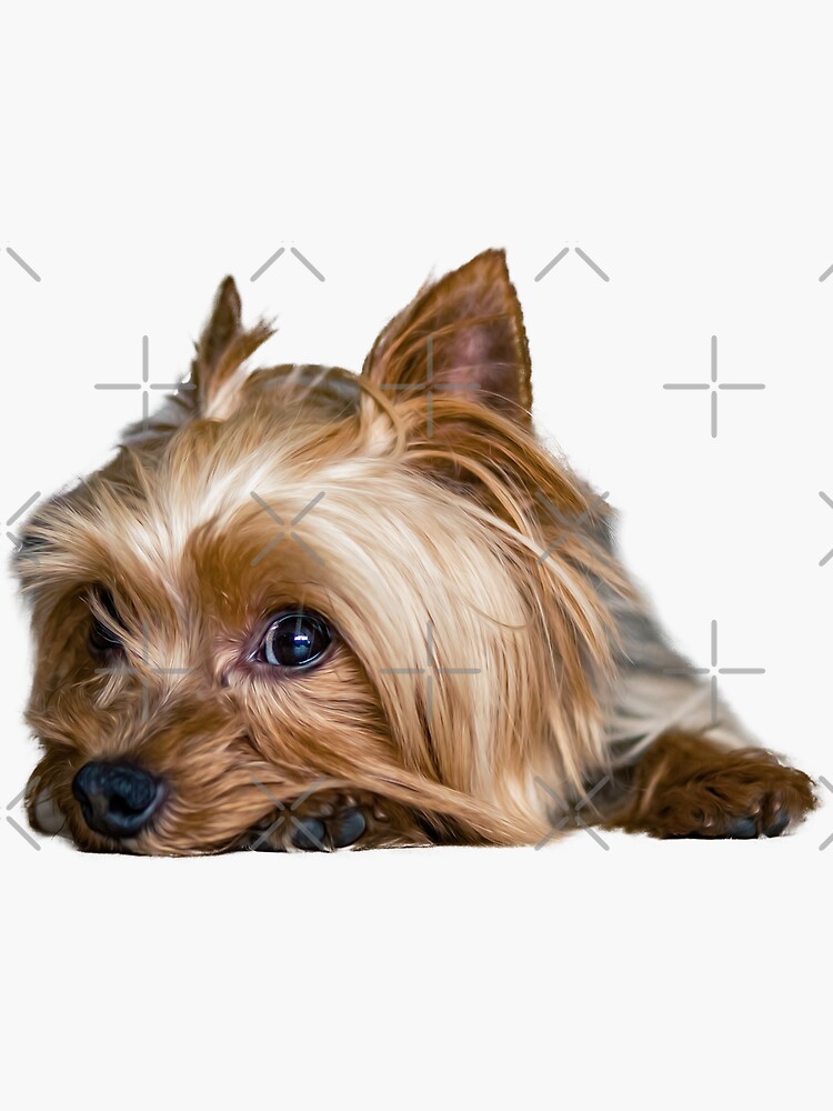 "Cute Yorkie" Sticker for Sale by CritterSticker | Redbubble