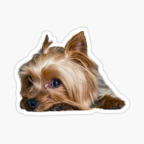 "Cute Yorkie" Sticker for Sale by CritterSticker | Redbubble