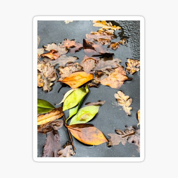 "Leaves In A Puddle" Sticker for Sale by urbanfragments | Redbubble
