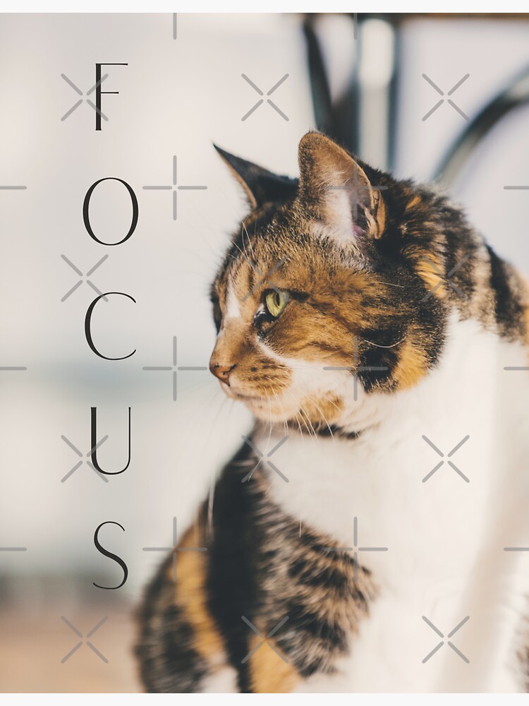 "Focus Cat" Sticker for Sale by ElizabethNK2 | Redbubble