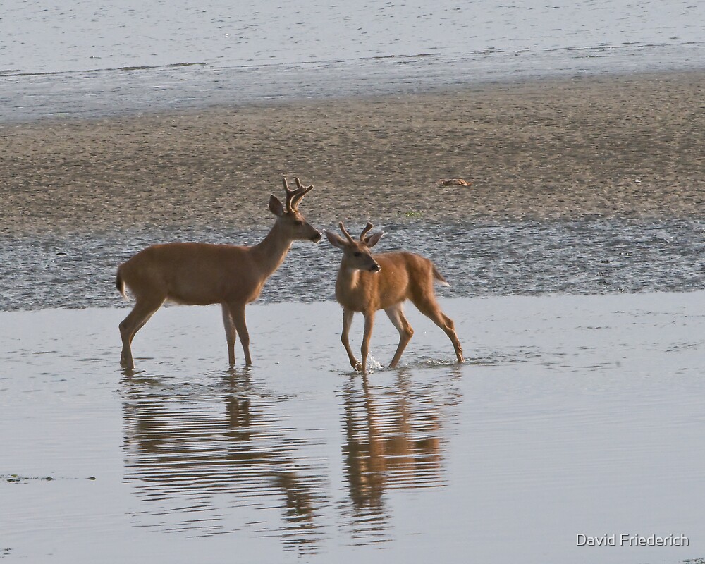 "Deer on the Beach" by David Friederich | Redbubble