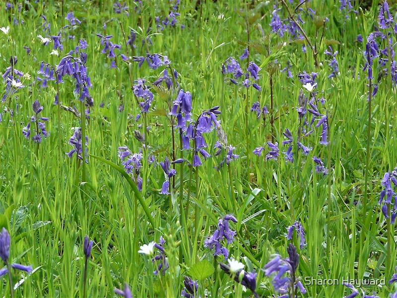 "Bluebells in Spring" by Sharon Hayward | Redbubble