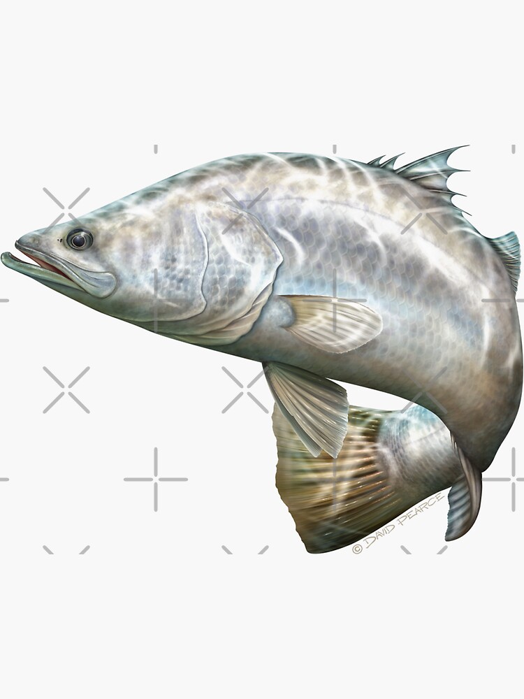 "Barramundi" Sticker for Sale by barradingo | Redbubble