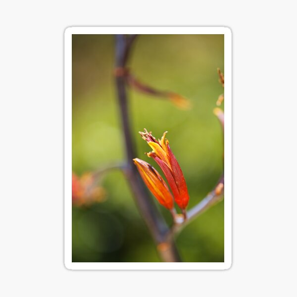 "New Zealand Flax Flower" Sticker for Sale by bubbleblue | Redbubble