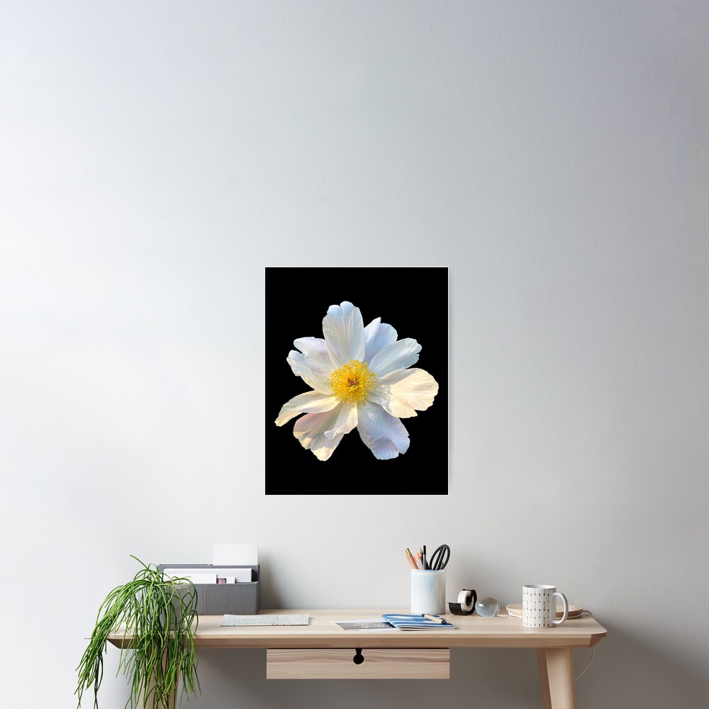 "Large White Jasmine - Flower gift symbol of purity" Poster for Sale by ...