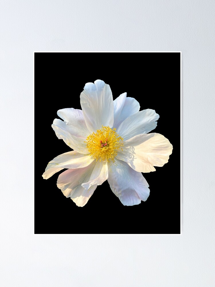 "Large White Jasmine - Flower gift symbol of purity" Poster for Sale by ...