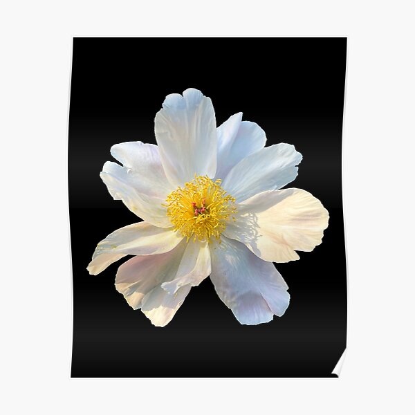 "Large White Jasmine - Flower gift symbol of purity" Poster for Sale by ...