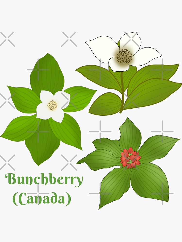 "Bunchberry- national flower of canada" Sticker for Sale by ...