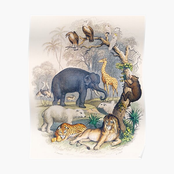 "Vintage Animal Zoology Poster " Poster for Sale by TheHippieHobbit ...