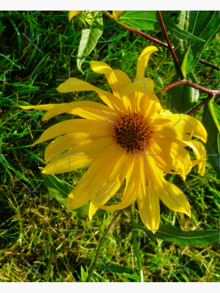 "Drooping Daisy" Sticker for Sale by Shulie1 | Redbubble