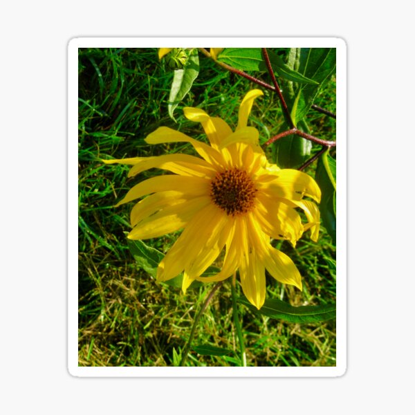"Drooping Daisy" Sticker for Sale by Shulie1 | Redbubble