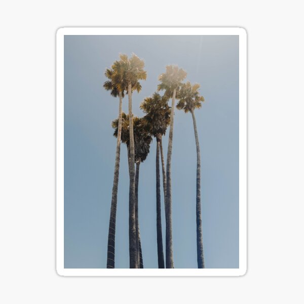 "palm trees cxii / santa cruz, california" Sticker for Sale by ...