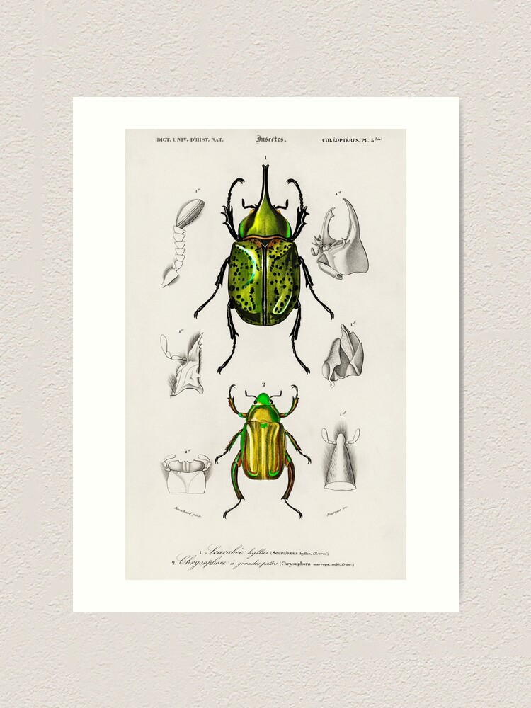 "Vintage Beetles Insect Diagram Illustration " Art Print for Sale by ...