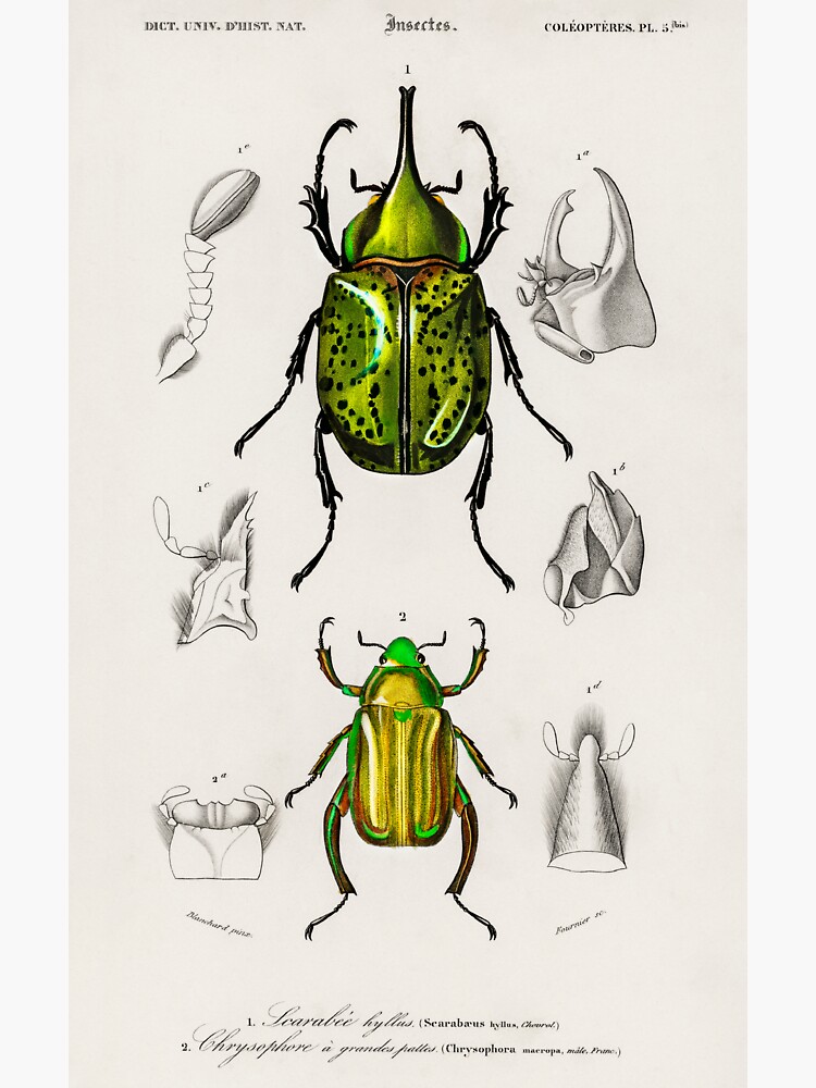 "Vintage Beetles Insect Diagram Illustration " Sticker for Sale by ...