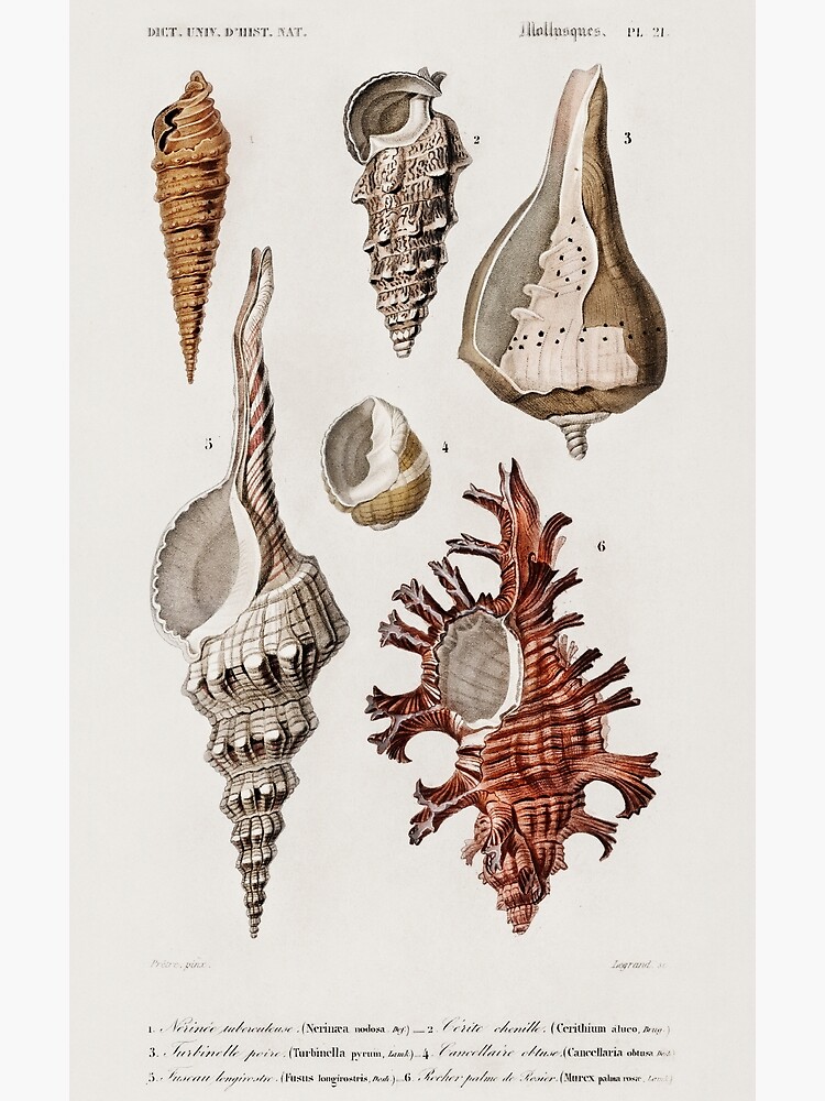 "Vintage Sea Shell Diagram Illustration " Poster for Sale by ...