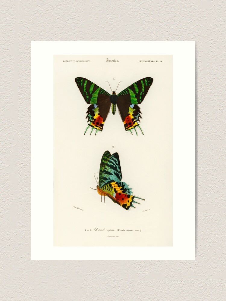 "Vintage Madagascan Sunset Moth Diagram Illustration " Art Print for ...