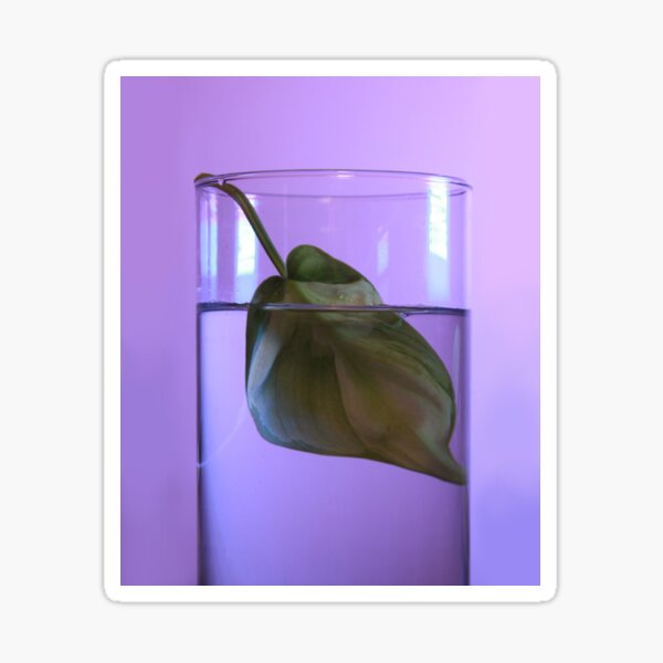 "Single Money Plant Leaf Photography" Sticker for Sale by khunsaaziz ...