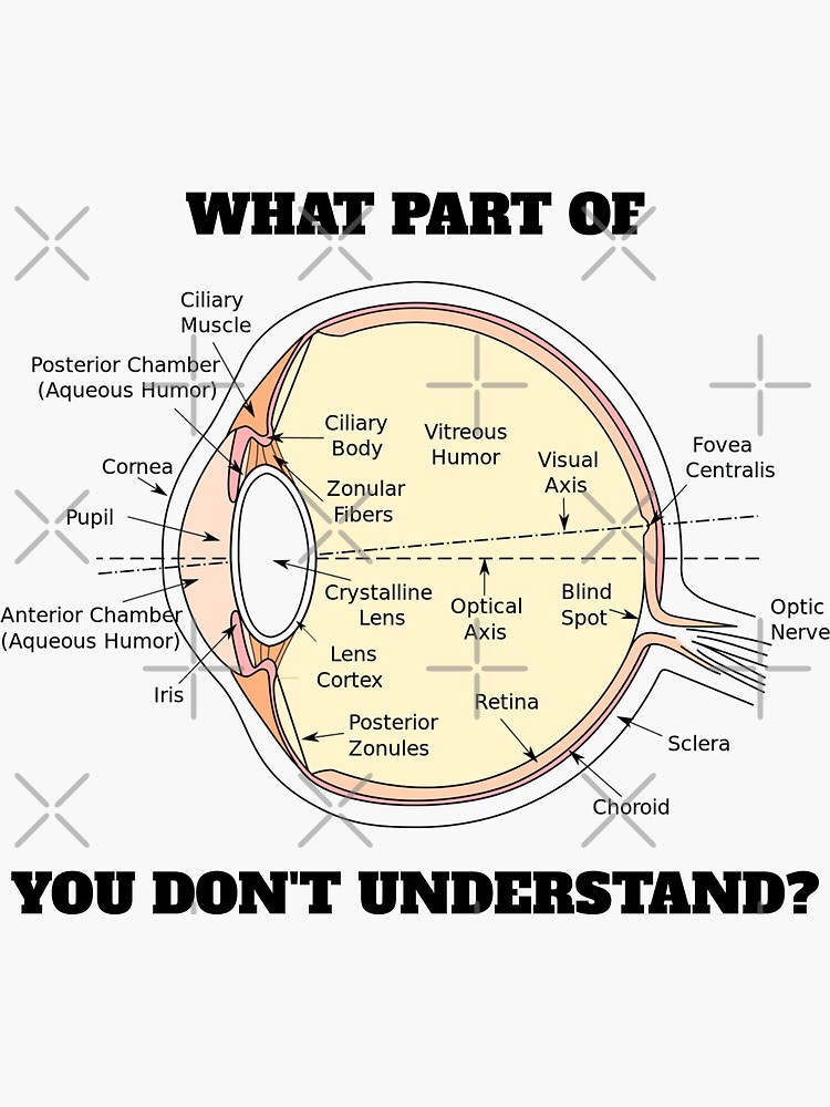 "Labeled Eye Anatomy funny Optometrist" Sticker for Sale by ...
