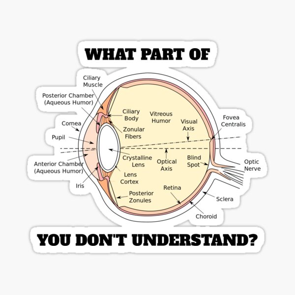 "Labeled Eye Anatomy funny Optometrist" Sticker for Sale by ...