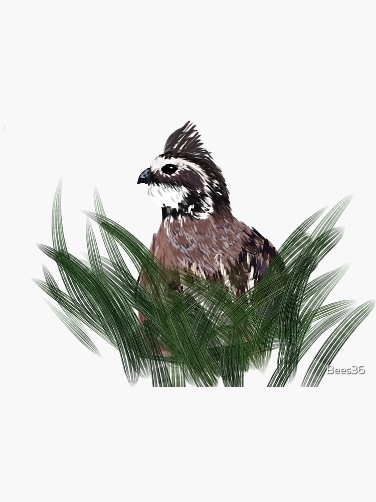 "Bobwhite Quail" Sticker for Sale by Bees36 | Redbubble