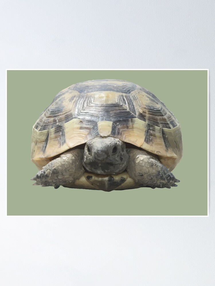 Póster «Testudo de tortuga griega escondido en el caparazón recortado ...