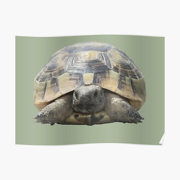 Póster «Testudo de tortuga griega escondido en el caparazón recortado ...