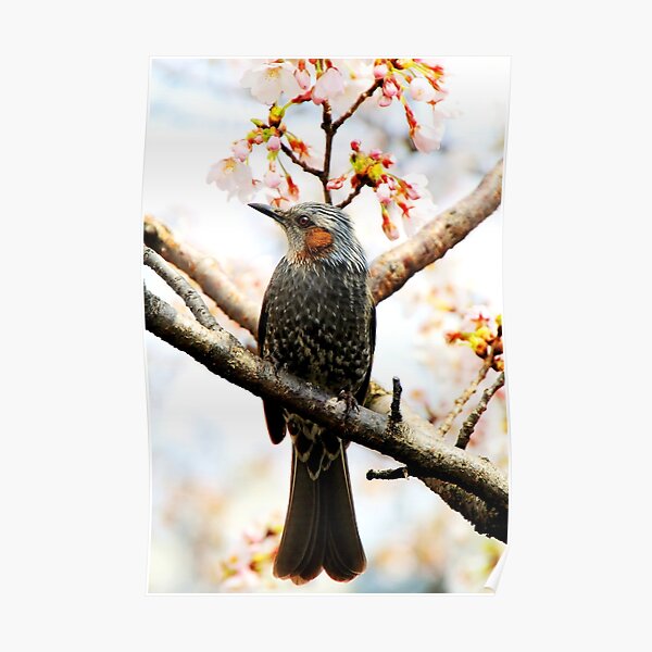 "Japanese Cherry Blossom Bulbul Bird" Poster for Sale by Inspirits ...