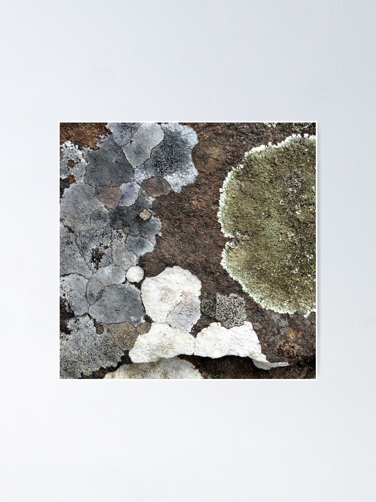 "Water Colour Lichen2" Poster for Sale by SpottedQuoll | Redbubble