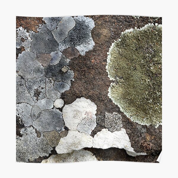 "Water Colour Lichen2" Poster for Sale by SpottedQuoll | Redbubble