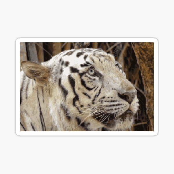 "White Tiger Hand Drawn Painting" Sticker for Sale by AnimalLover4eva ...