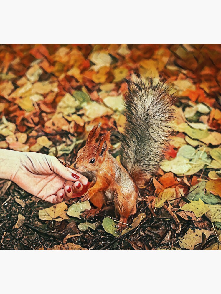 "Squirrel saying hello" Sticker for Sale by MiaMoonShop | Redbubble