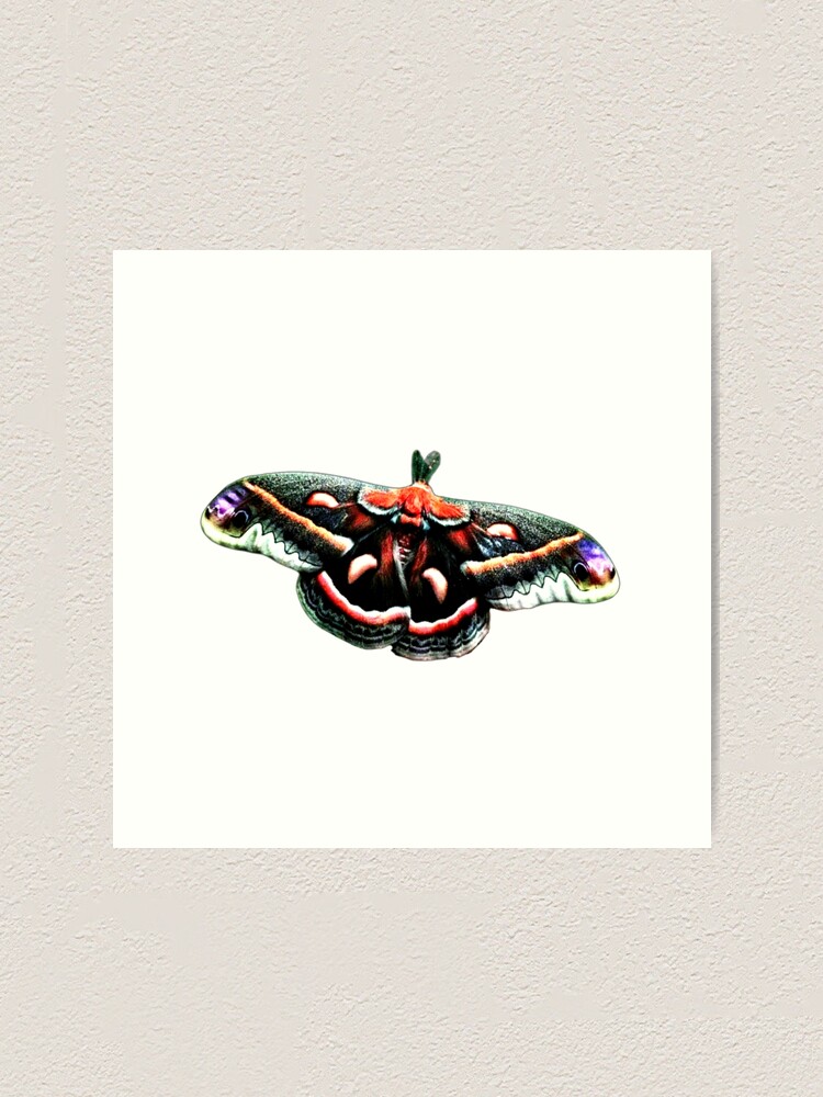 "Cecropia moth | Largest native moth | Large butterfly" Art Print for ...