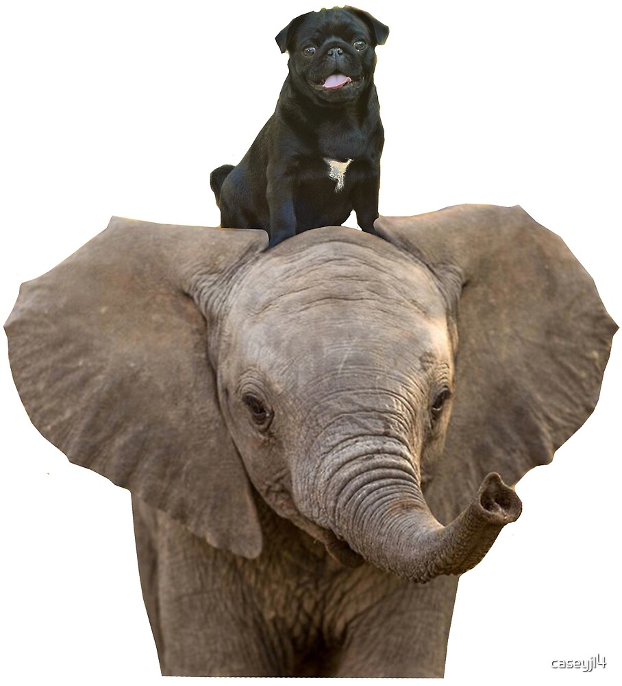 "Pug on an Elephant" by caseyjl4 | Redbubble
