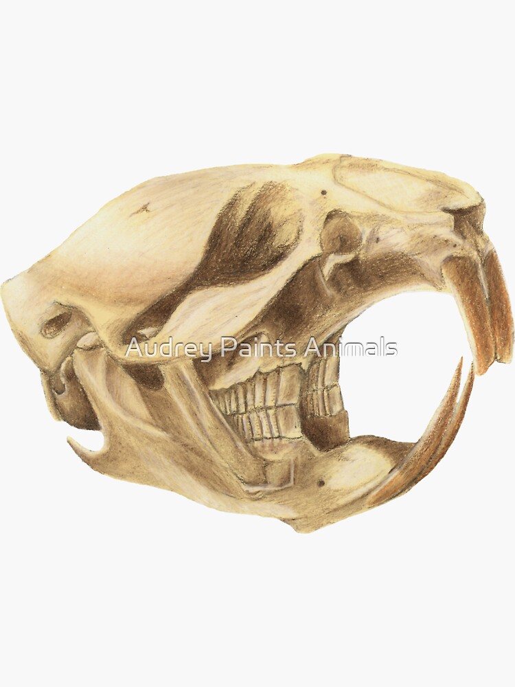 "Muskrat Skull Illustration" Sticker for Sale by WhiteTailStudio ...