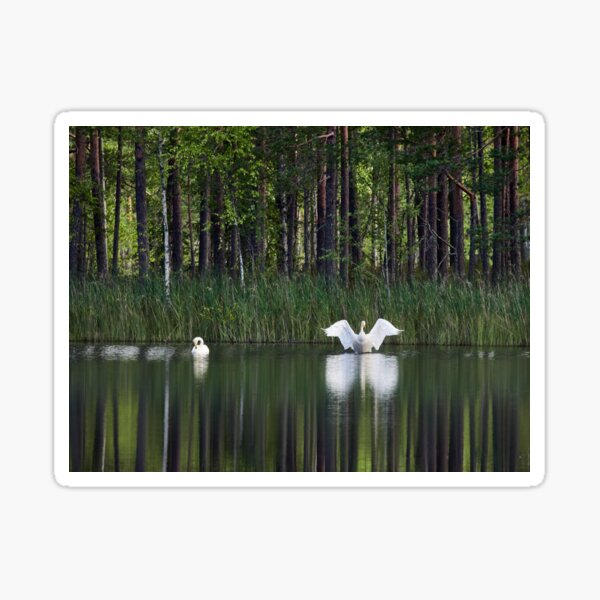 "Drying the wings. Whooper swan" Sticker for Sale by JoukoKLehto ...
