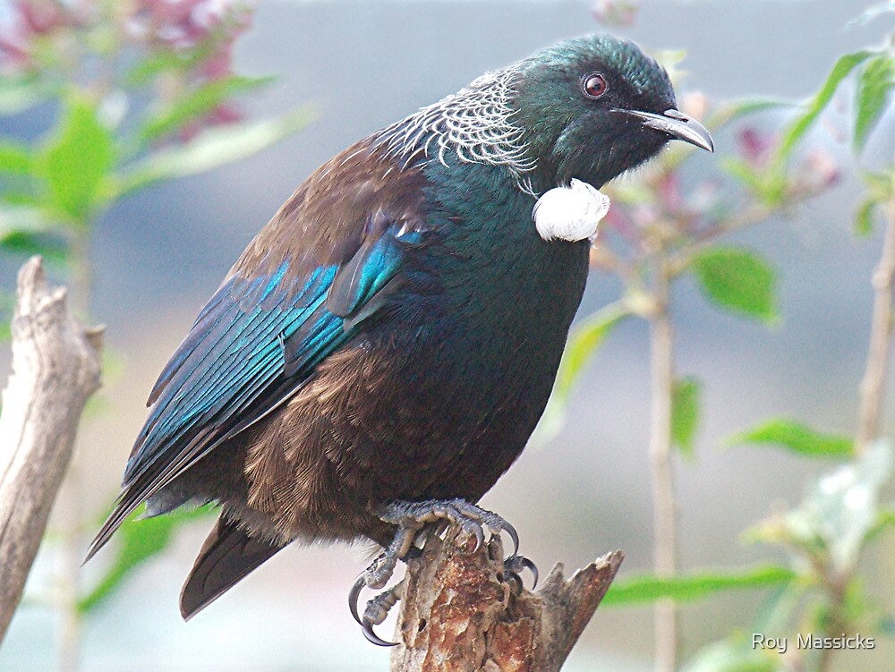 "Tui.... do you think I look cute without a tail...........?!" by Roy ...