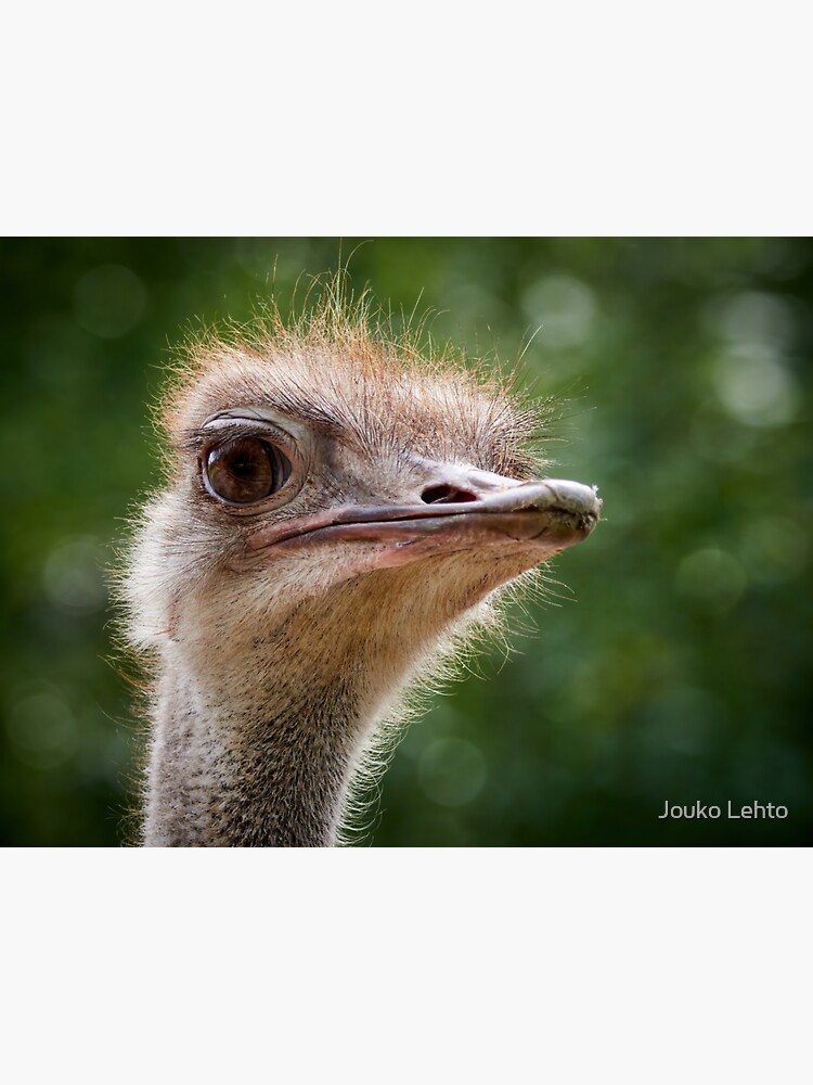 "Oh those eyes. Ostrich" Sticker for Sale by JoukoKLehto | Redbubble