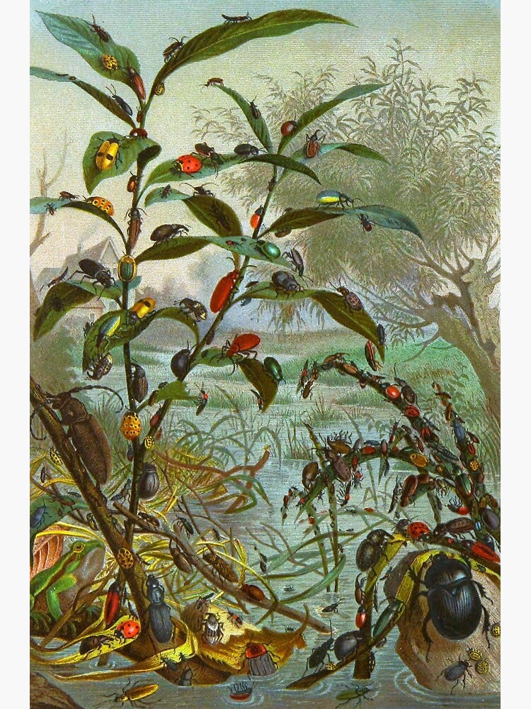 "Insects, Centipedes and Spiders Pl. 02" Poster for Sale by ...
