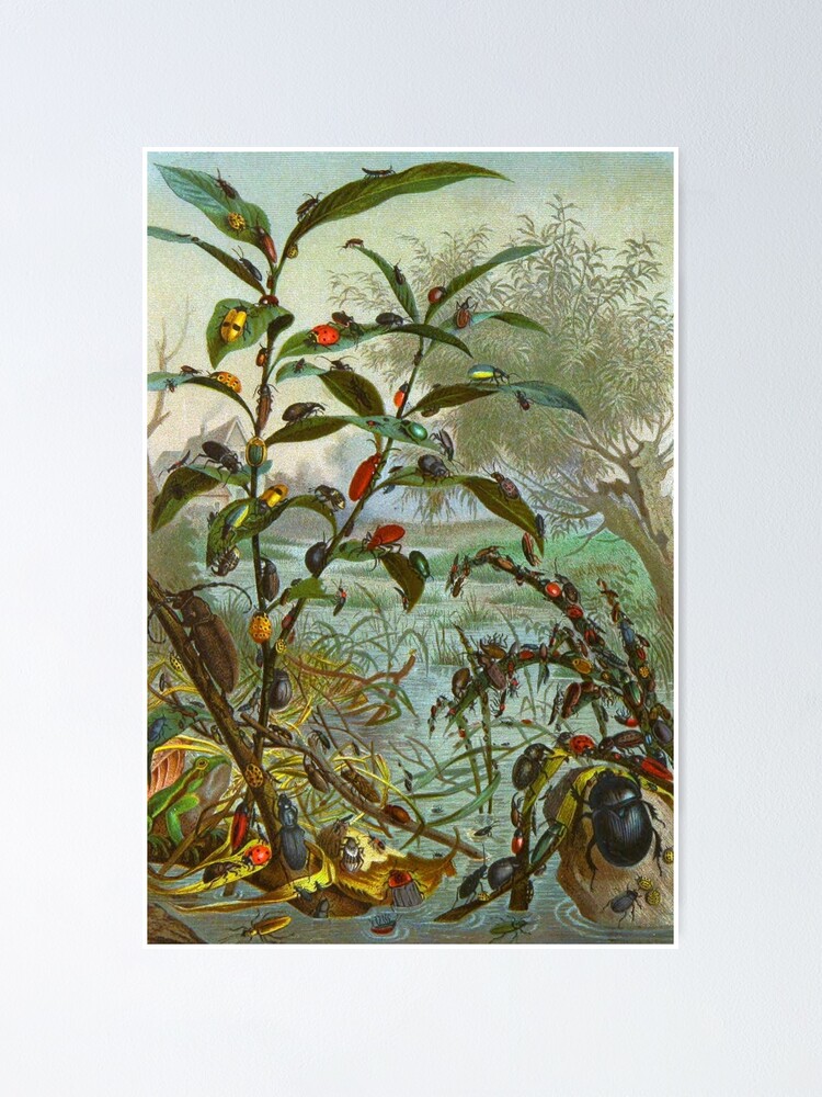 "Insects, Centipedes and Spiders Pl. 02" Poster for Sale by ...