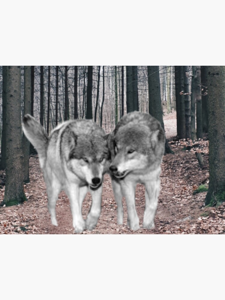 Pegatina «Lobos Cariñosos. La pareja de Sweet Wolf da un paseo por el ...