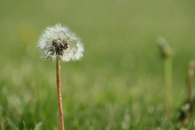 "Dandelion Flower Seeds" by rhamm | Redbubble