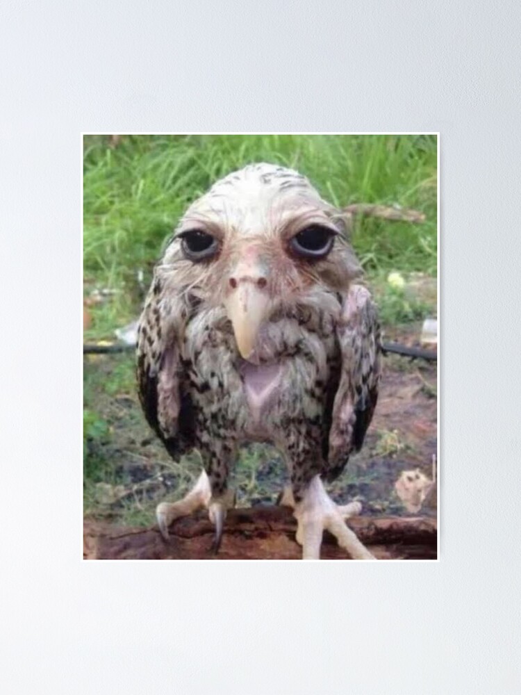 Wet Owl Meme 2022 Poster For Sale By Posivibez Redbubble
