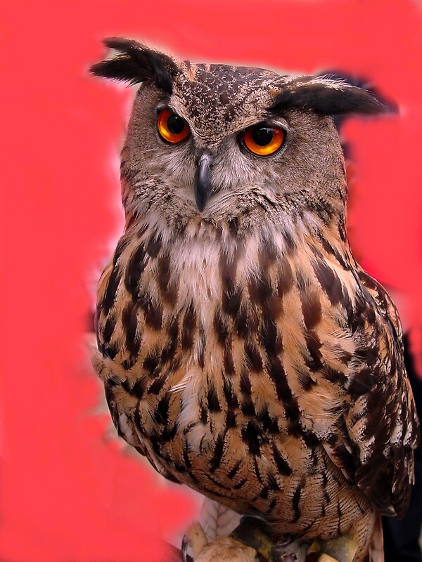 "Luna, the owl." by Fabrizia Tocchini | Redbubble