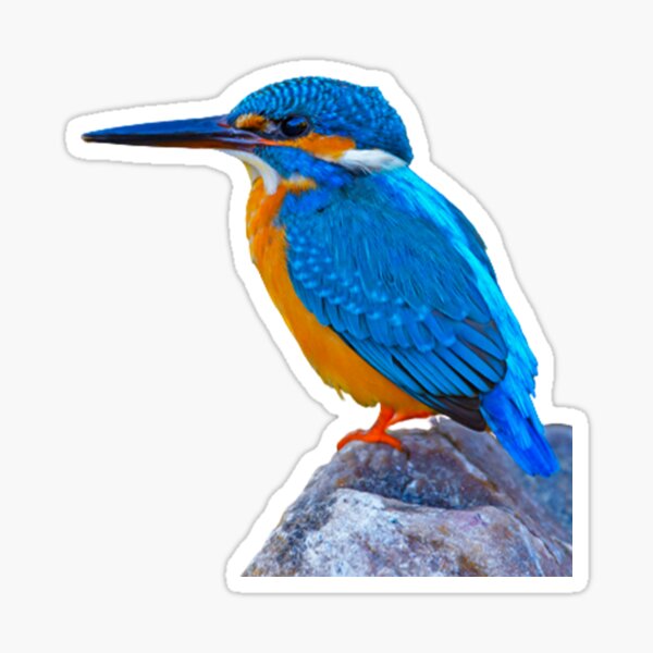 "King fisher" Sticker for Sale by QUANTUM-STORE | Redbubble