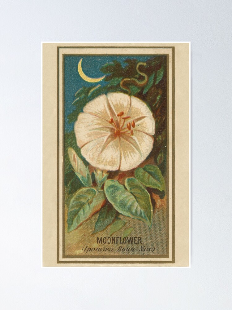"Vintage lithography - Moonflower" Poster for Sale by VeroBDesign ...