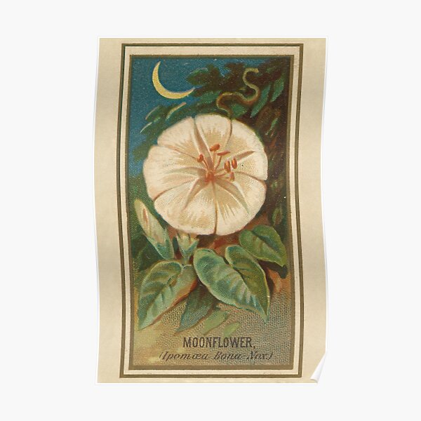 "Vintage lithography - Moonflower" Poster for Sale by VeroBDesign ...