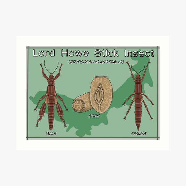 "Lord Howe Stick insect (Dryococelus australis) Poster" Art Print for ...