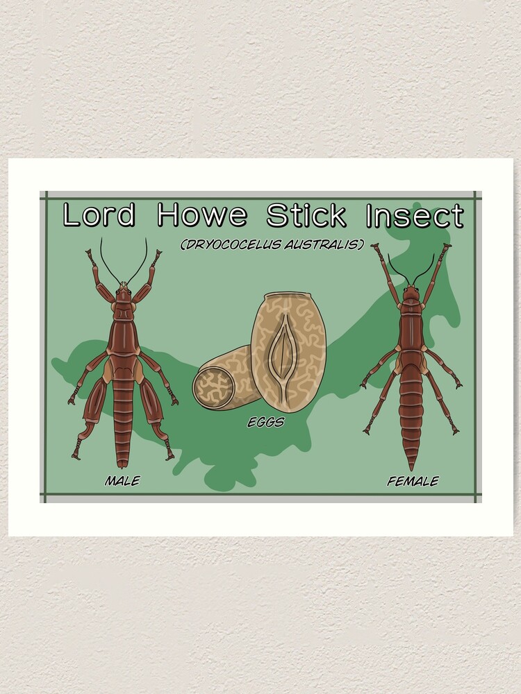 "Lord Howe Stick insect (Dryococelus australis) Poster" Art Print for ...