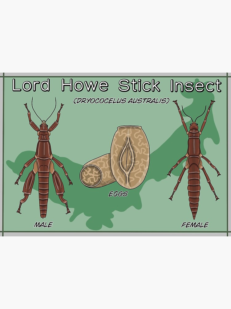 "Lord Howe Stick insect (Dryococelus australis) Poster" Photographic ...